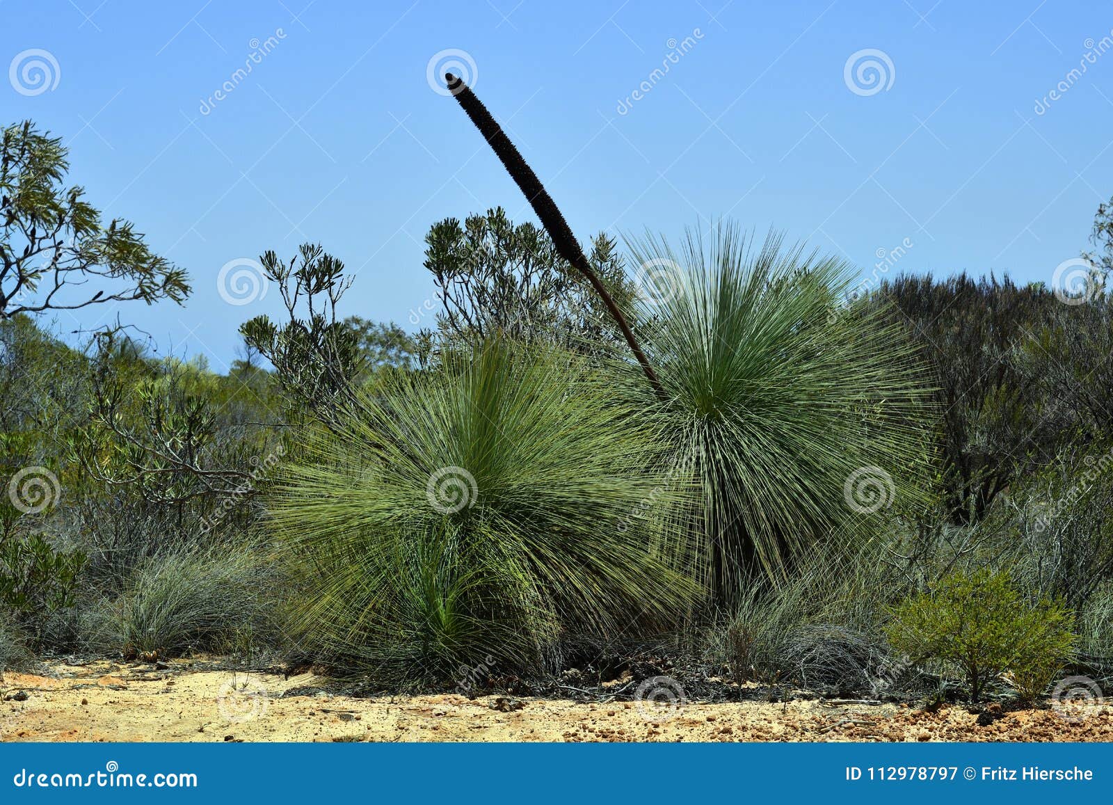 Australia, Botany, Grass Tree Stock Image - Image of endemic, flora ...