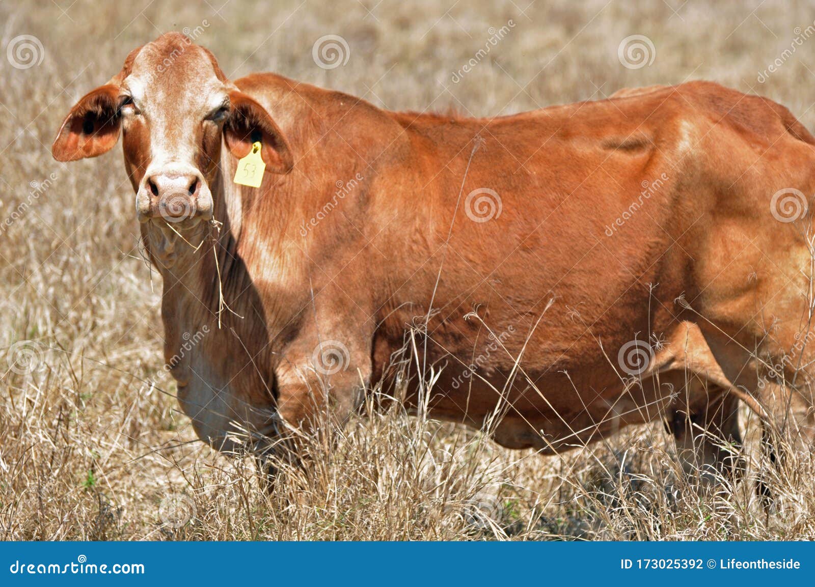 Red Tan Brahman Stud Bull Grazing Dry Grass Australian Drought Stock ... Red Tan Brahman Stud Bull Grazing Dry Grass Australian Drought Stock ...