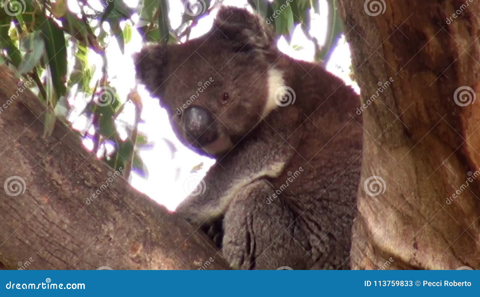 Australia, Kangaroo Island, Excursion in the Outback, View of a Koala ...