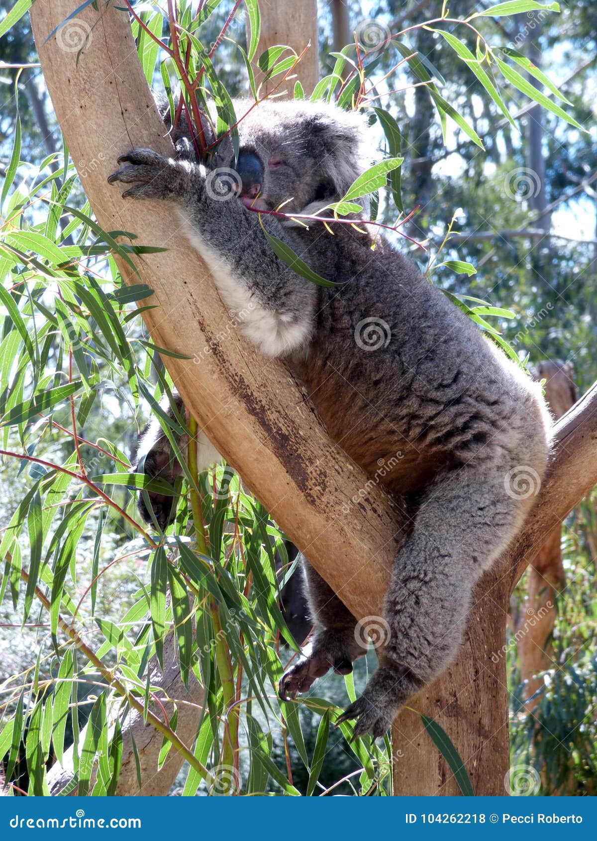 Australia, Outback, Meeting with a Koala Stock Photo - Image of forest ...