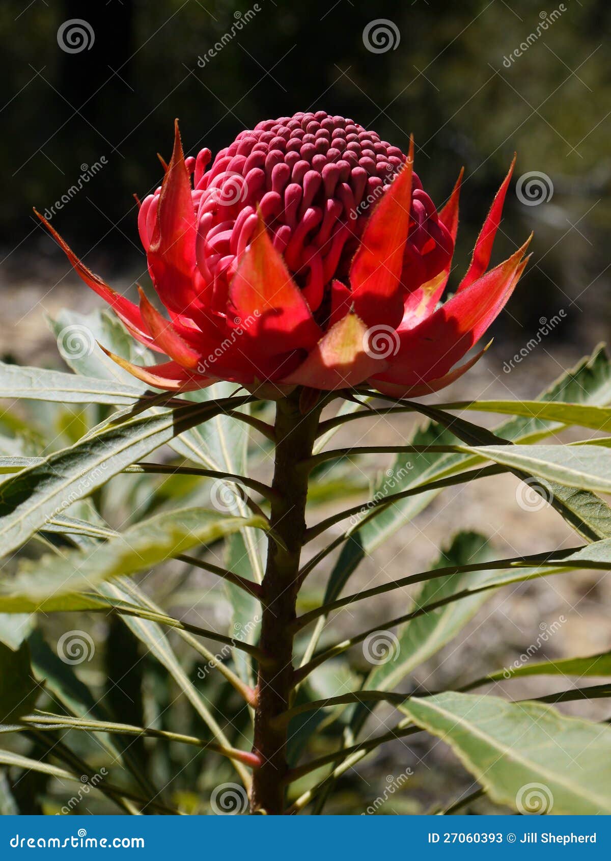 Australia: Native Waratah Flower - V Stock Image - Image of ...