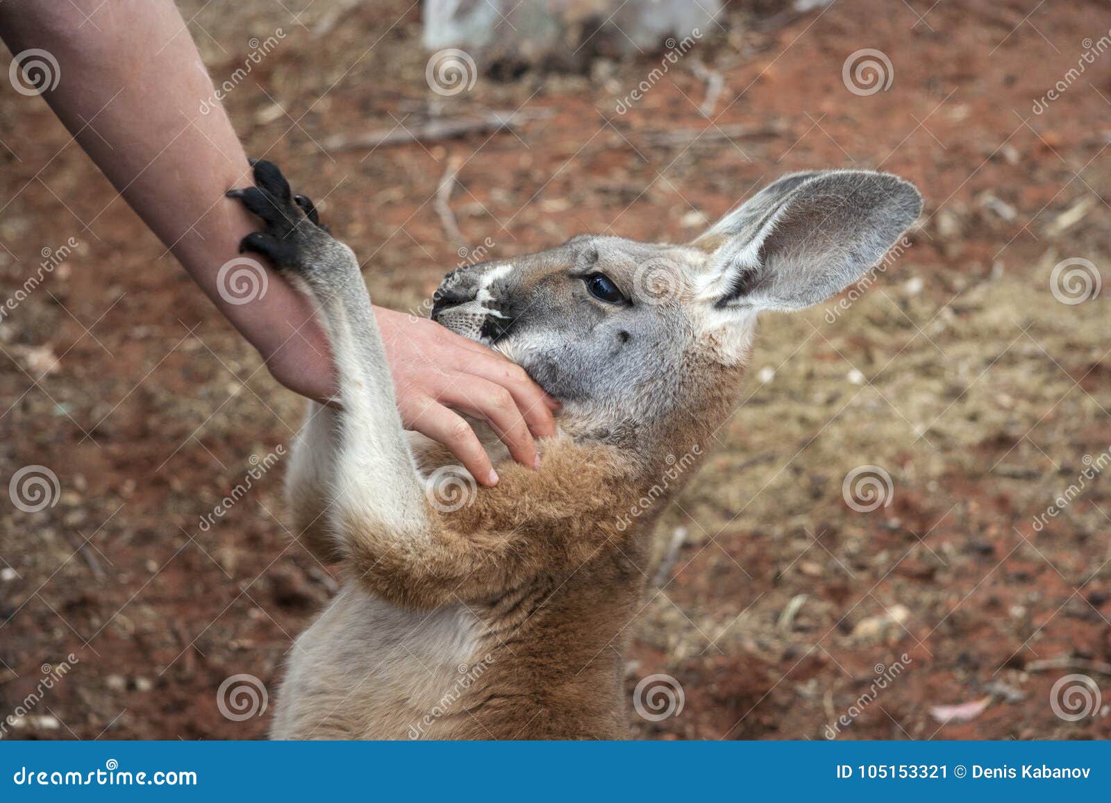 The Hand Stroking The Dog Head. Cute Dog Face Looking For Person With ...