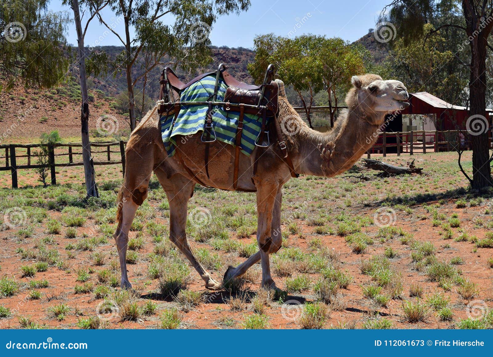 Australia, NT, Camel Farm stock image. Image of mammal - 112061673