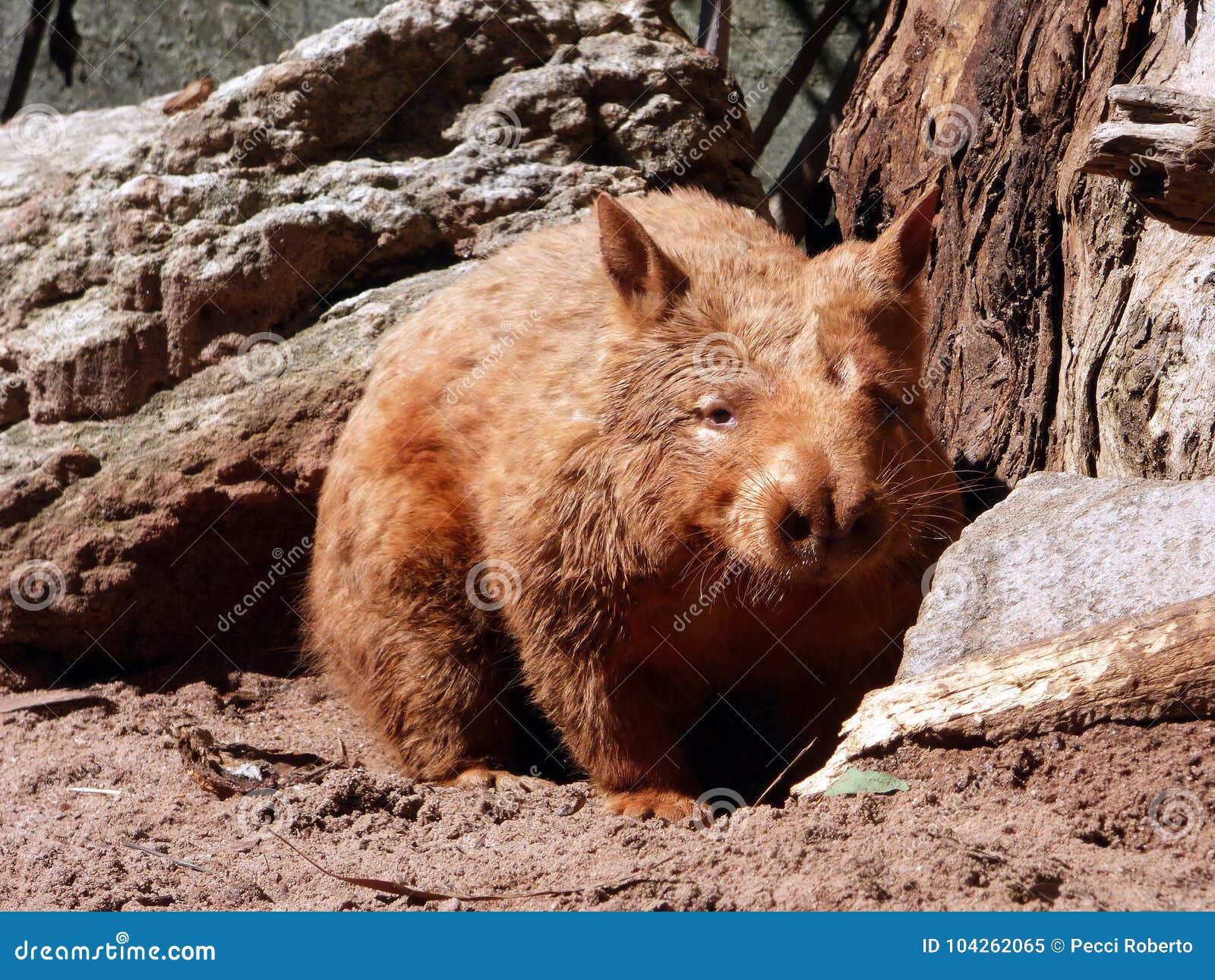 Australia, Outback, a Wombat Stock Image - Image of mammal, sunlight ...