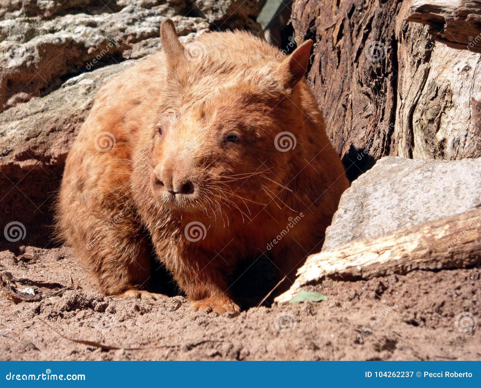Australia, Outback, a Wombat Stock Image - Image of brown, outdoors ...