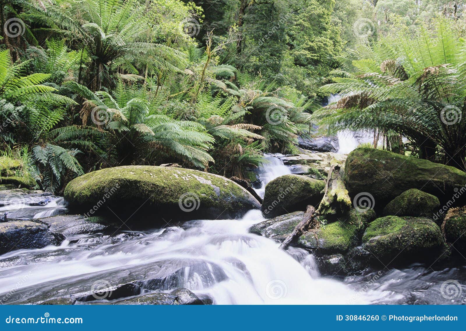 Australia Queensland Stream in Rainforest Stock Photo - Image of scenic ...
