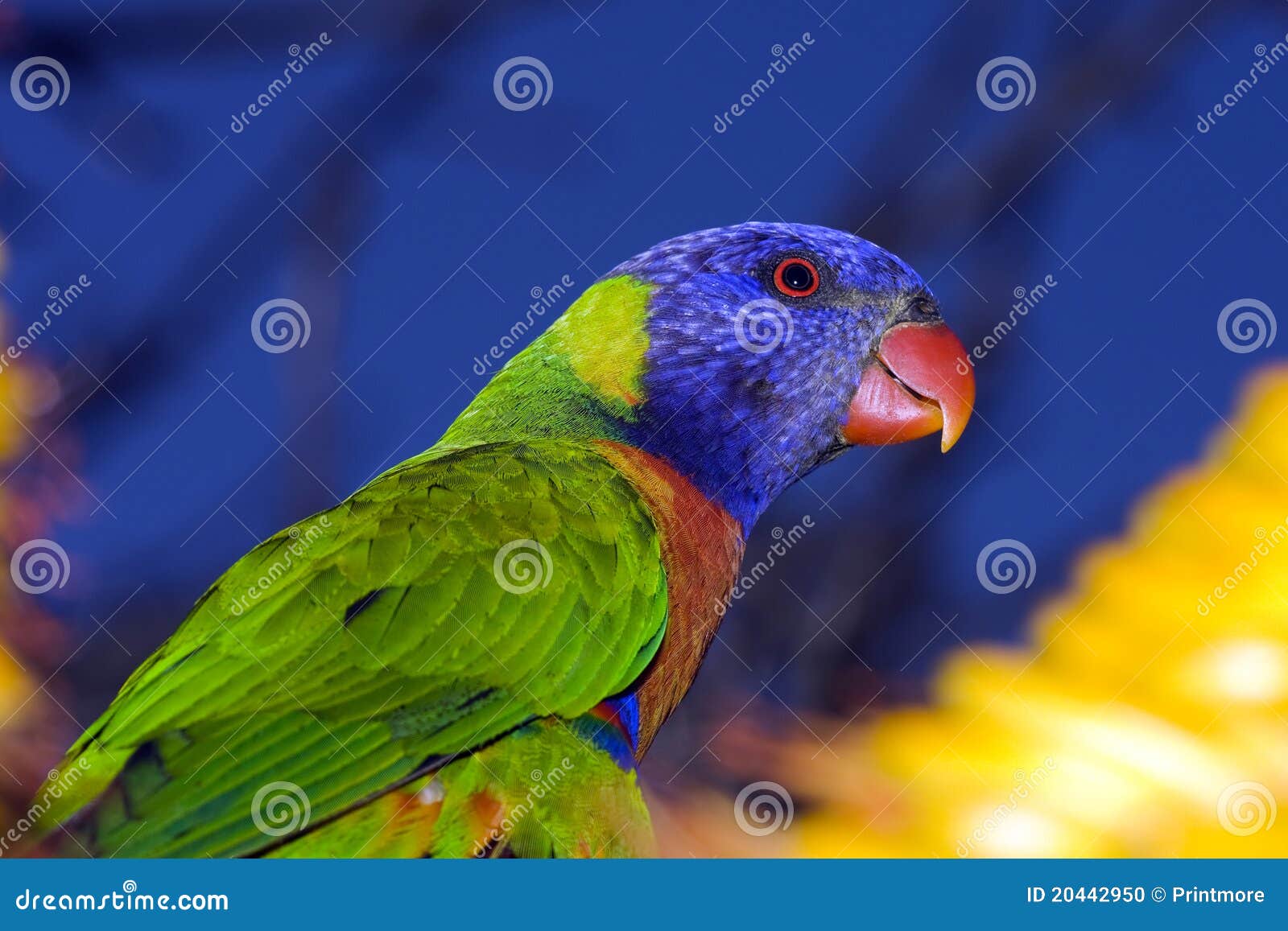 Australia Rainbow Lorikeet Parrot Stock Photo - Image of coast ...