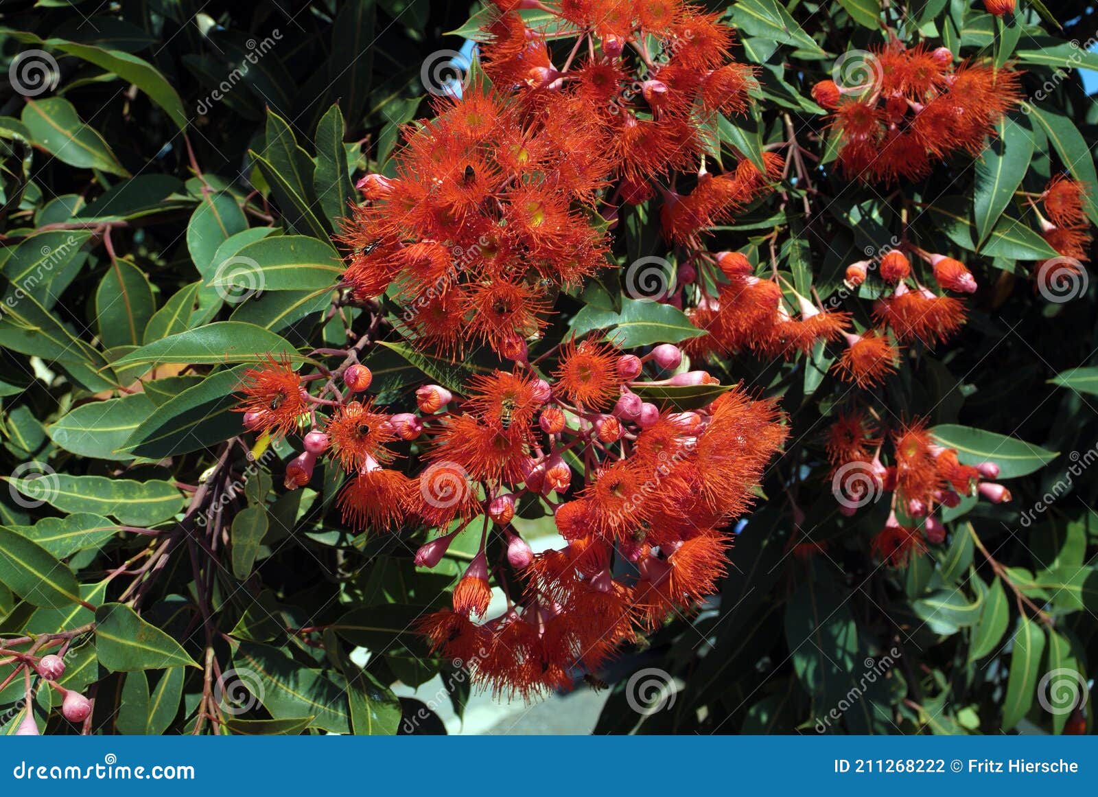 Australia, Red Flowering Gum Tree Stock Photo - Image of eucalyptus ...