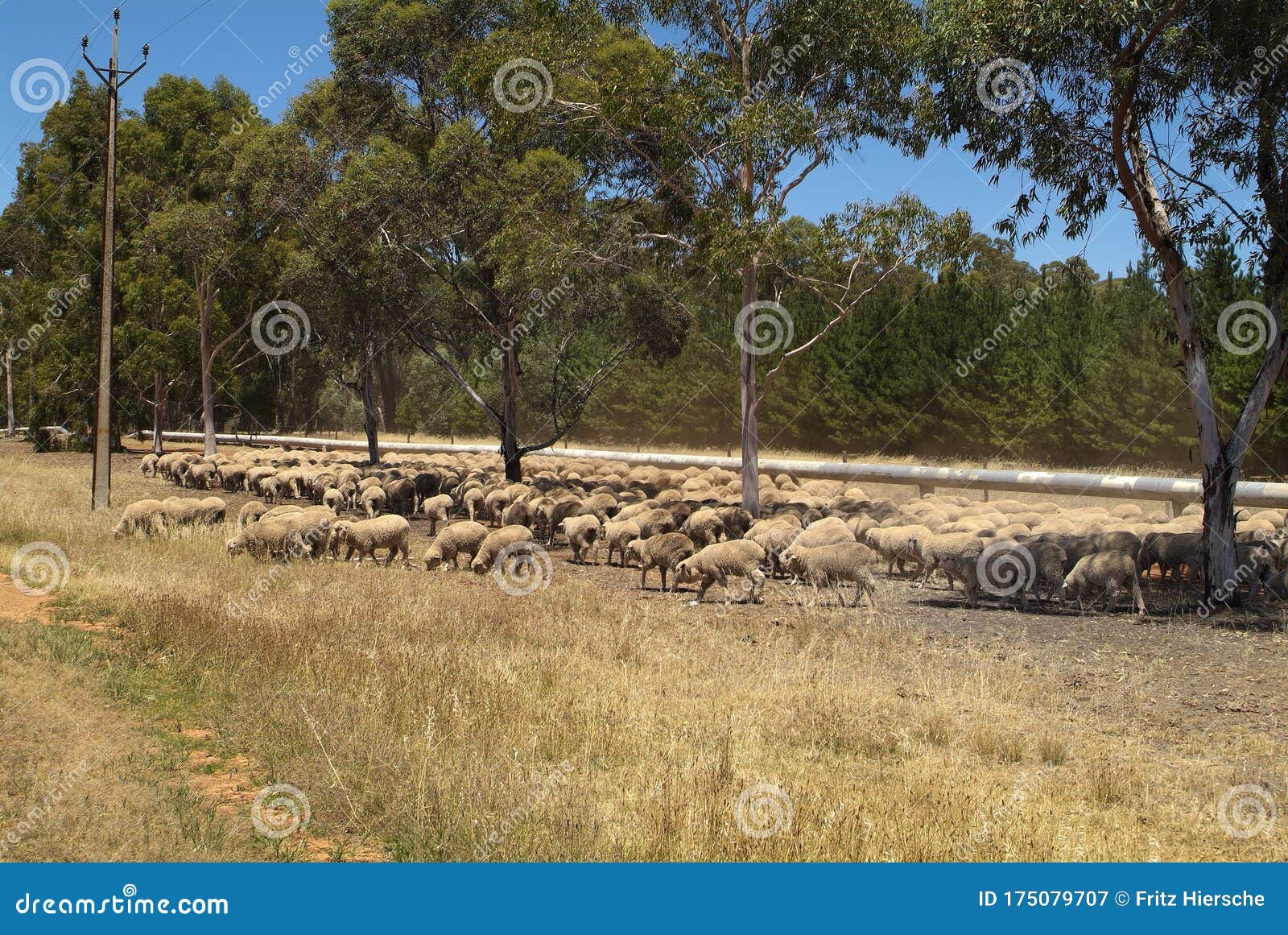 Australia, Sheep Farming stock image. Image of grass - 175079707