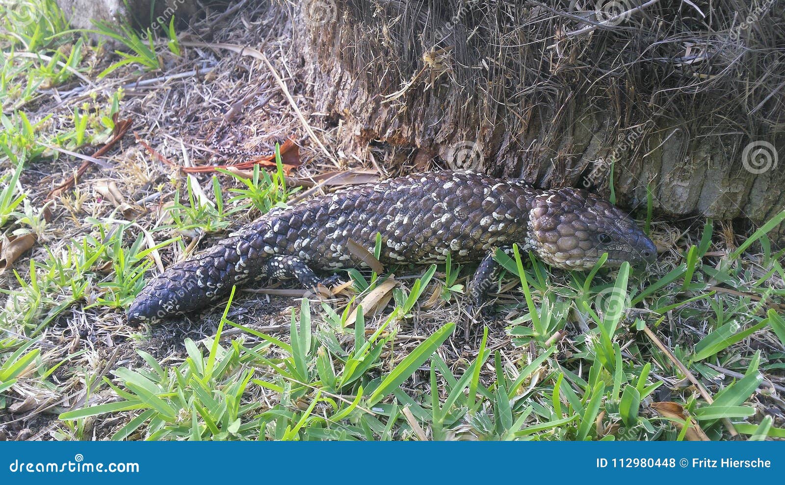 Australia, Zoology, Reptile, Lizard Stock Photo - Image of zoology ...