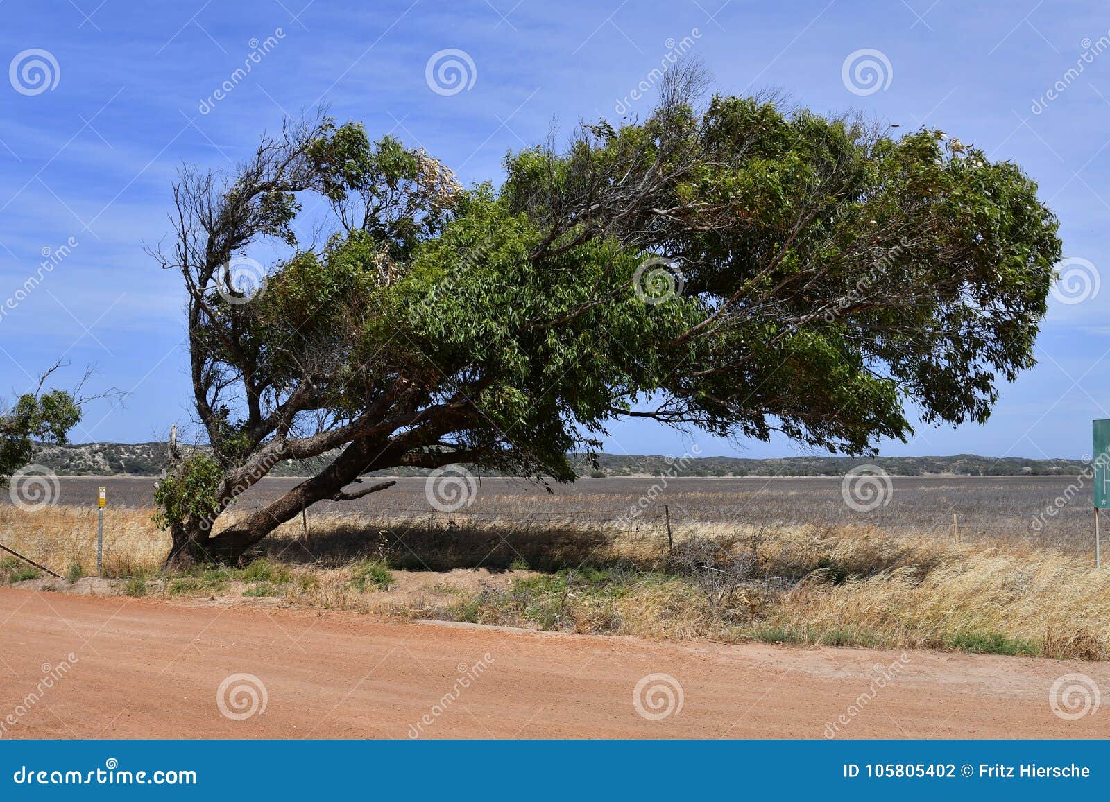 Australia, Botany, Bent Tree Stock Photo - Image of wind, australia ...