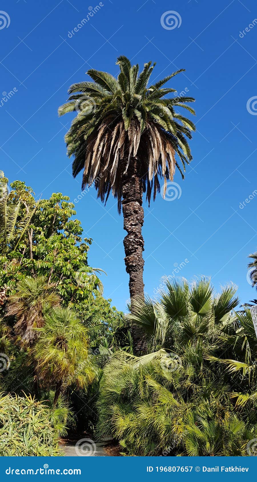 Australia Tree Perth Sun Palm Park Green Sky Single Green Work Seaman ...