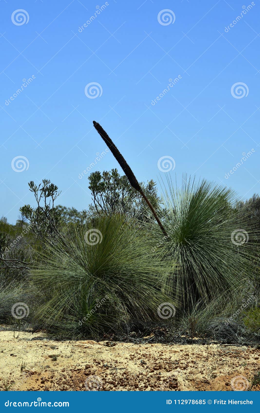 Australia, WA, Botany, Grass Tree Stock Image - Image of stem, vertical ...