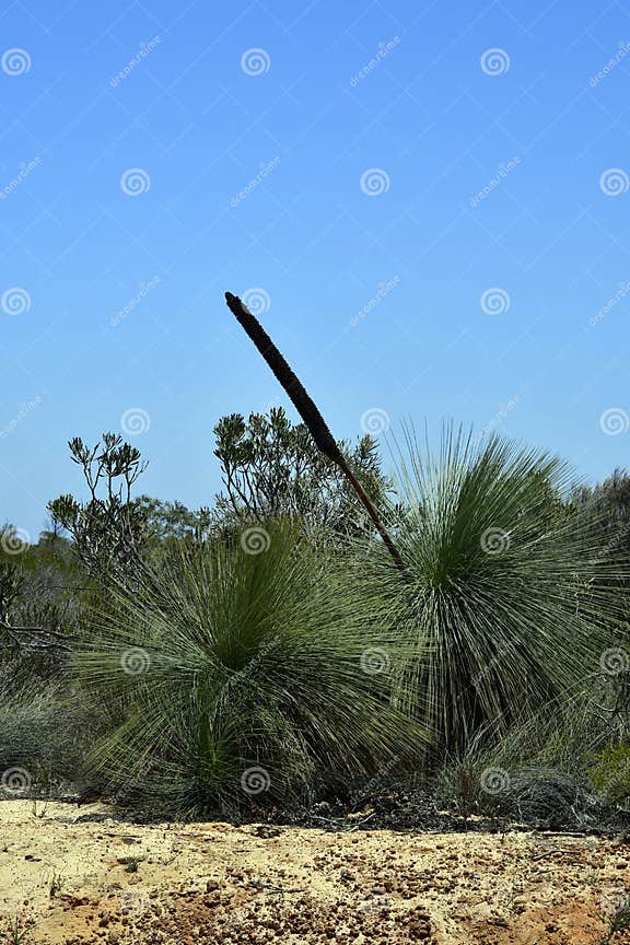 Australia, WA, Botany, Grass Tree Stock Image - Image of stem, vertical ...