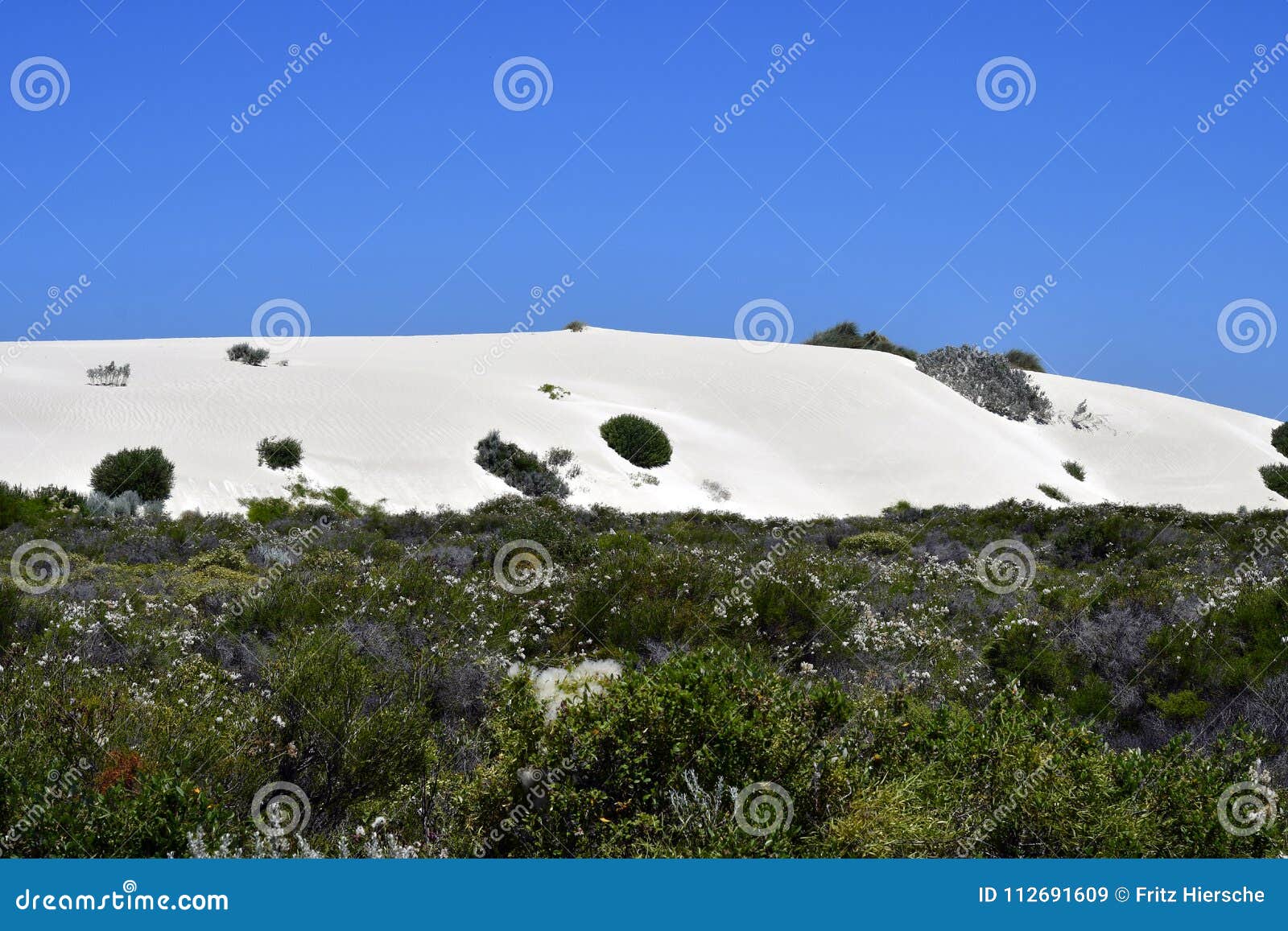 Australia, WA, Sand Dunes stock image. Image of flowers - 112691609
