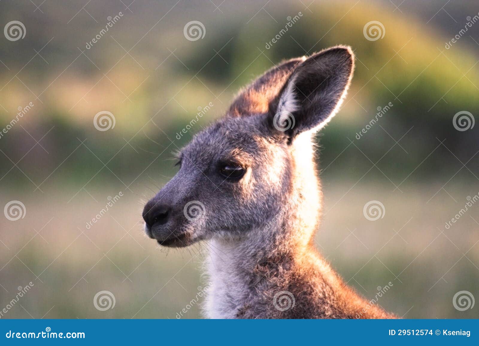 Australia. Wilsons Promontory Stock Photo - Image of horizontal ...