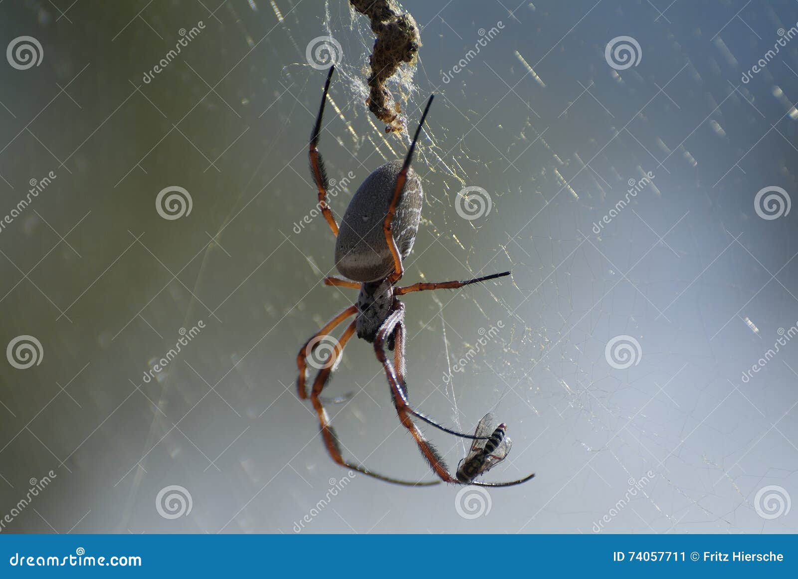 Australia, Zoology stock image. Image of horizontal, spider - 74057711