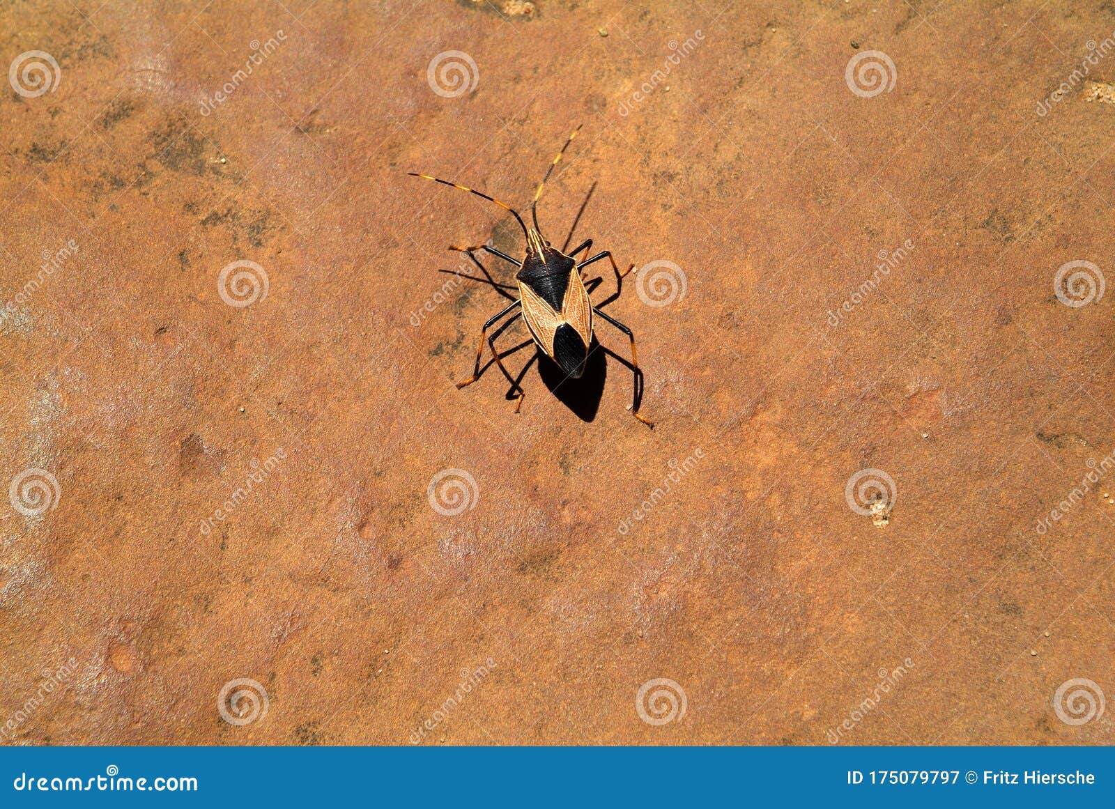 Australia, Zoology, Insect stock image. Image of australia - 175079797