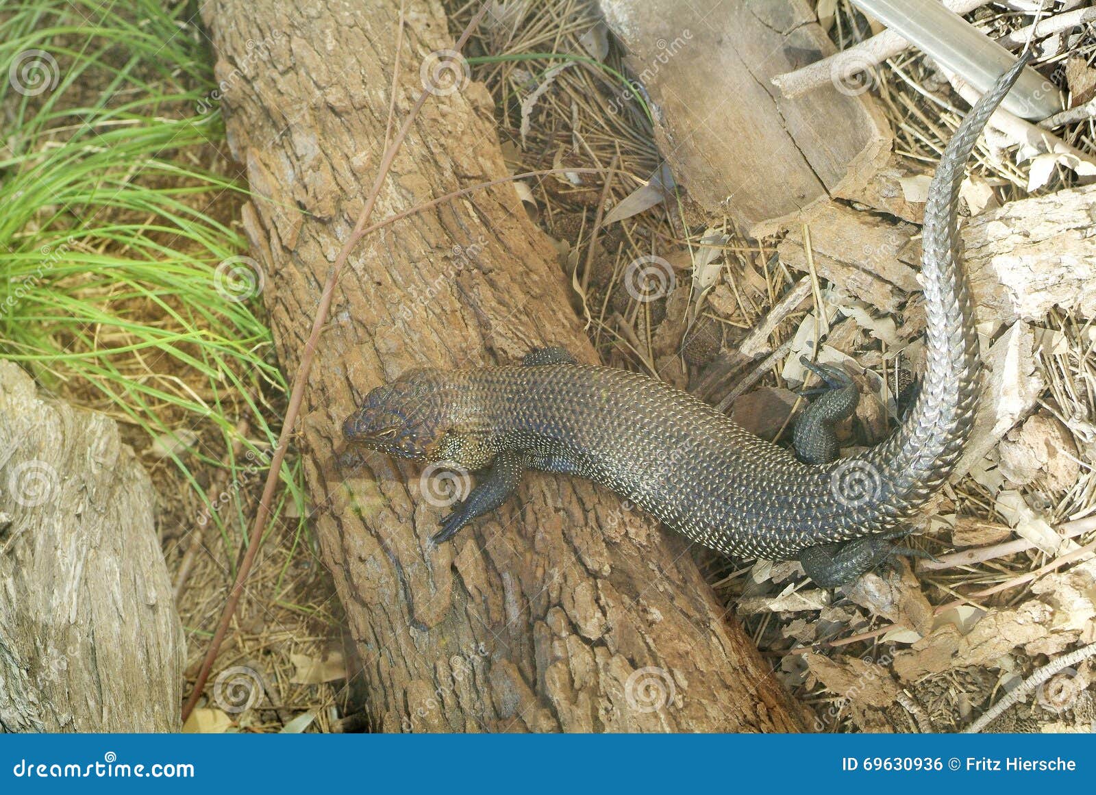 Australia, Zoology stock photo. Image of australia, nature - 69630936
