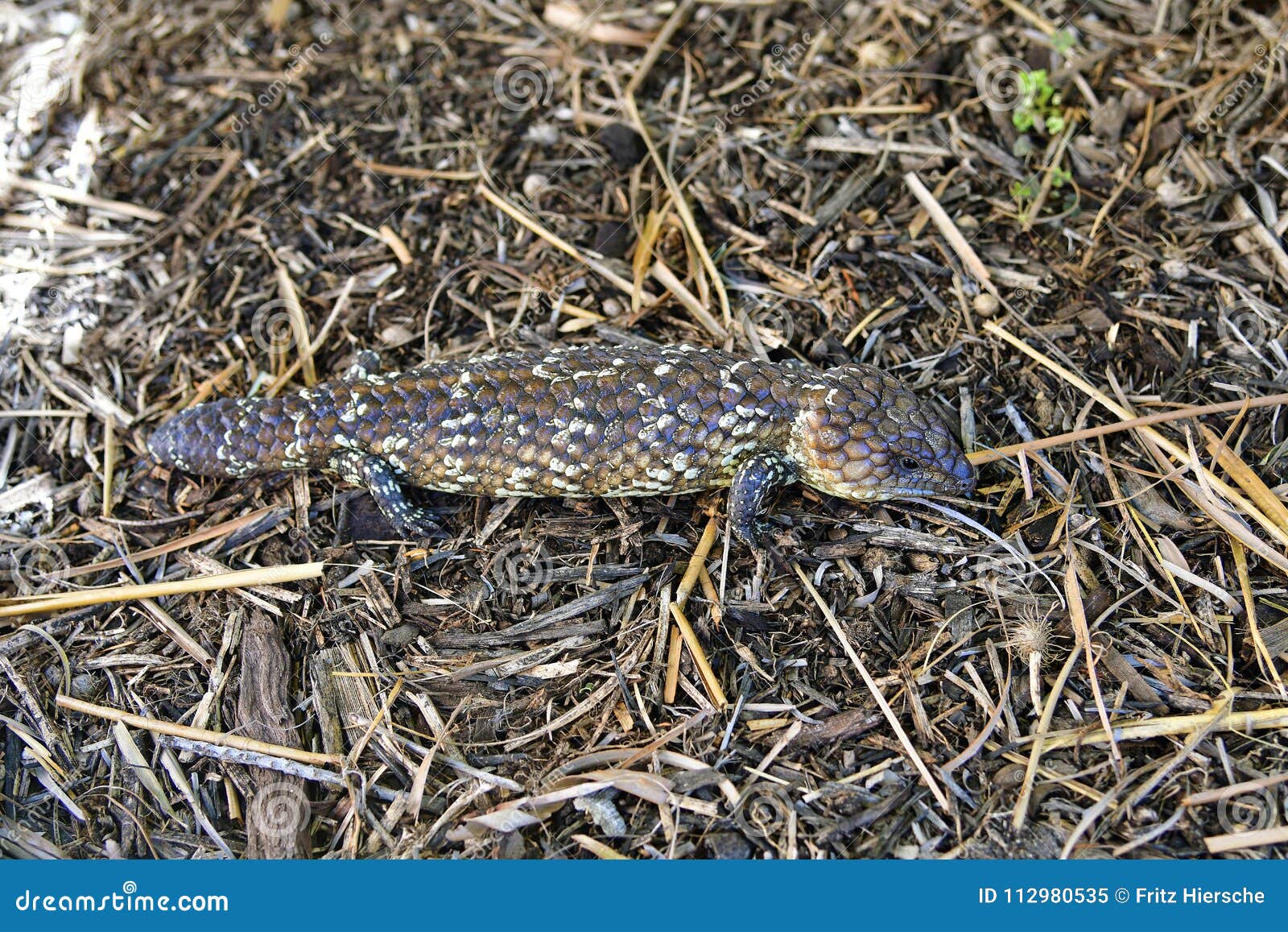 Australia, Zoology, Reptile, Lizard Stock Image - Image of animal ...