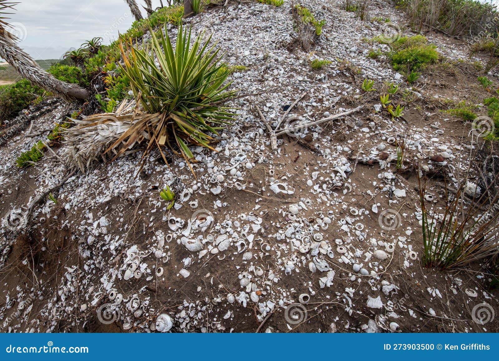 Australian Aboriginal Midden Stock Photo - Image of aboriginal, ancient ...