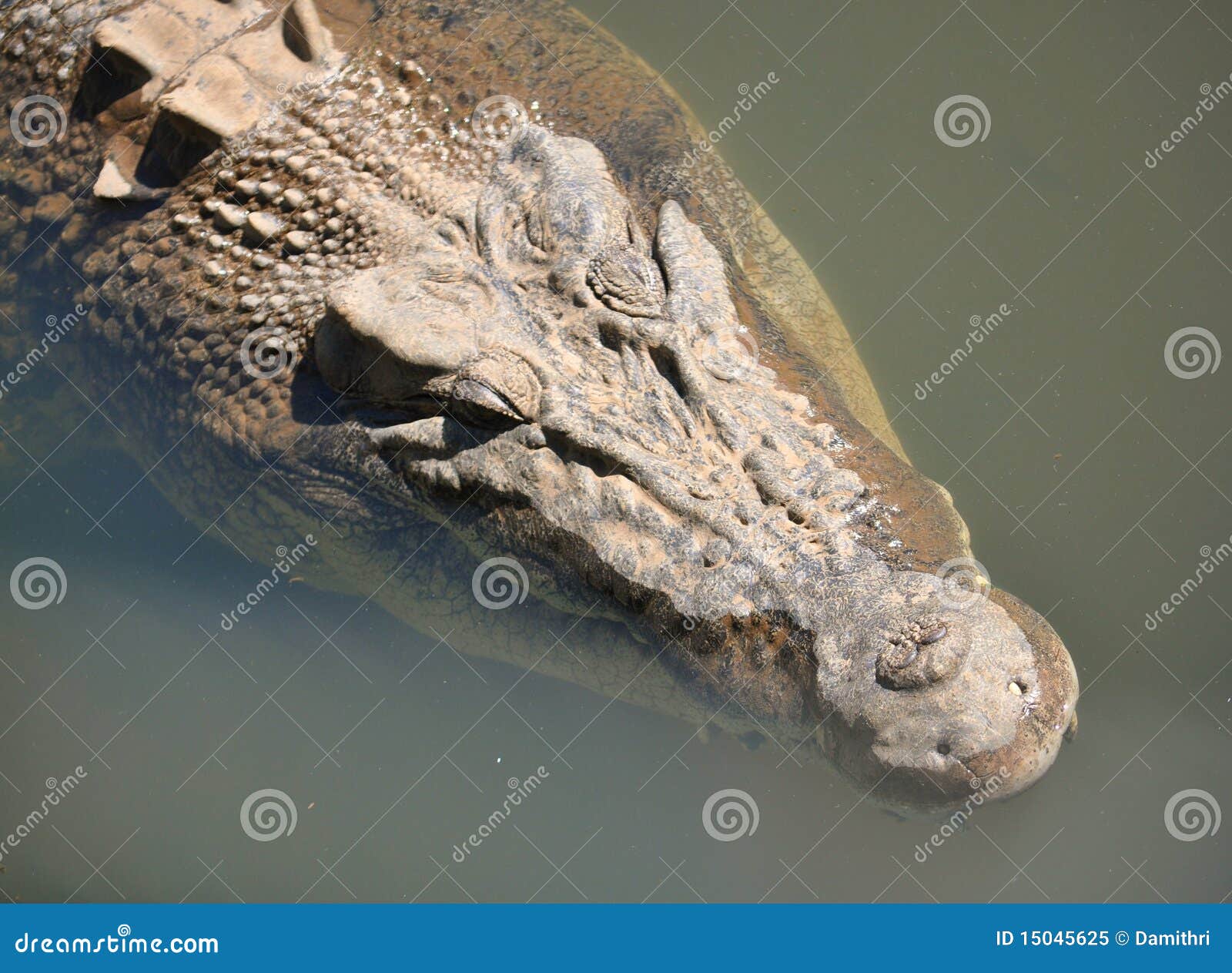 Australian Adult Crocodile stock image. Image of skin - 15045625