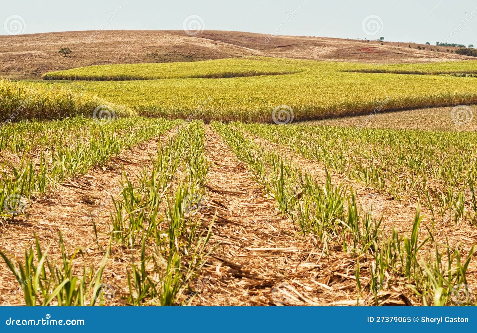 Australian Agriculture Industry Sugarcane Crop Stock Image - Image of ...
