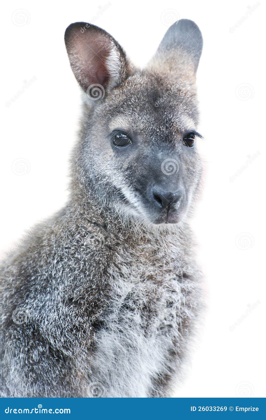 Young Kangaroo Kisses Mother. Two Kangaroos In Australia. Stock Image ...