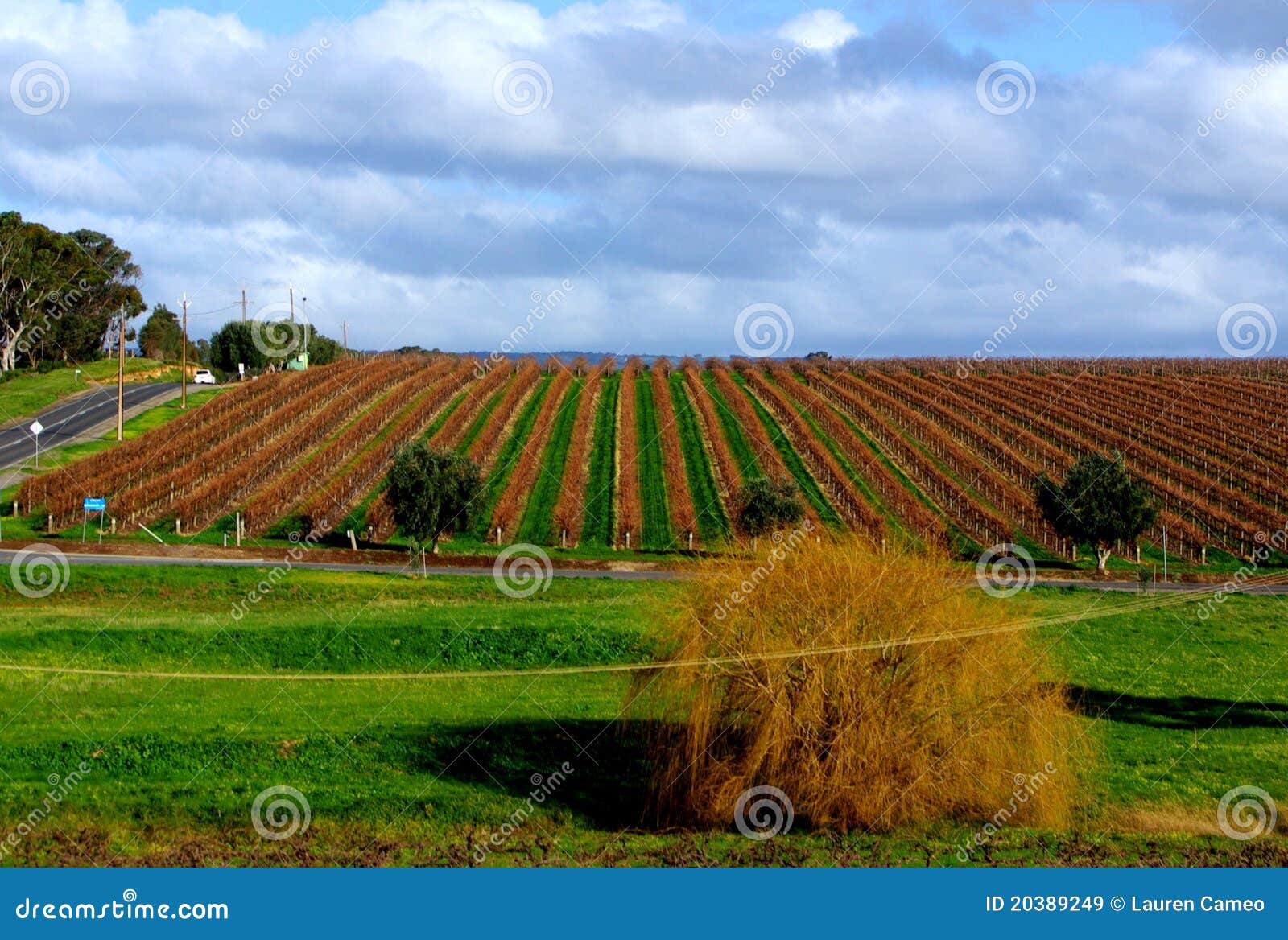 Australian Autumn Vineyard stock image. Image of vineyard - 20389249