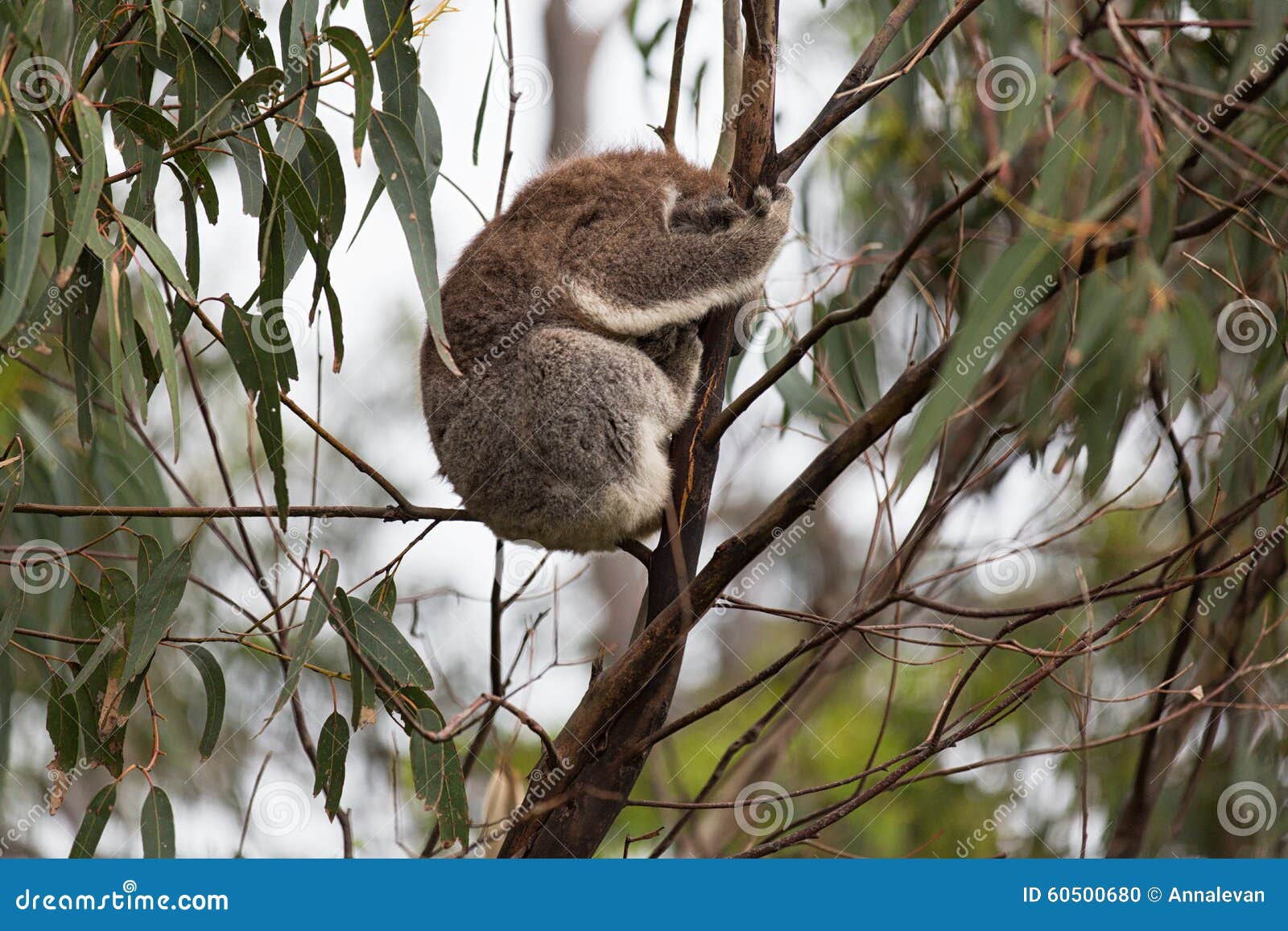 Australian Baby Koala Bear stock photo. Image of eucalyptus - 60500680