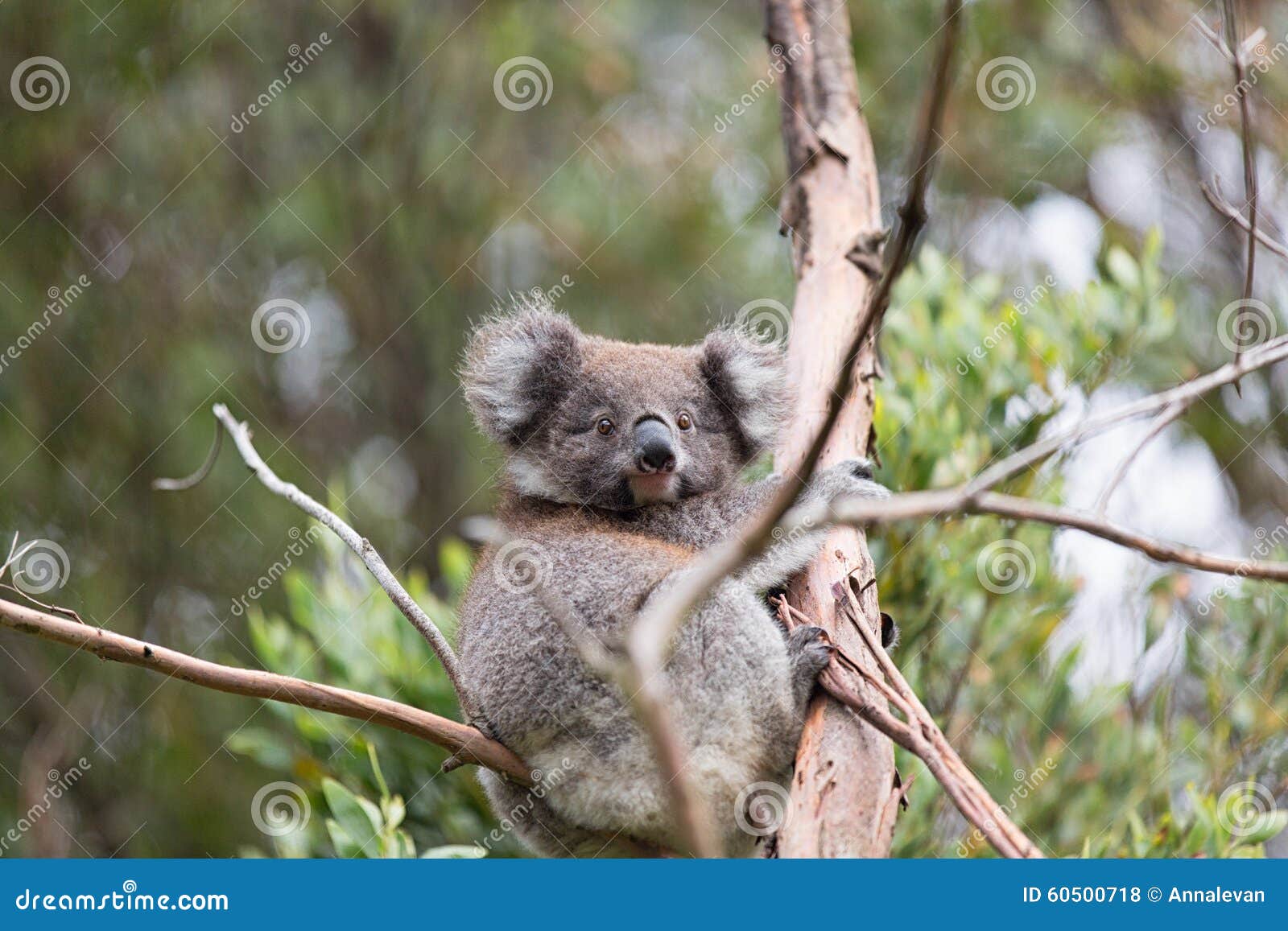 Australian Baby Koala Bear stock photo. Image of eating - 60500718