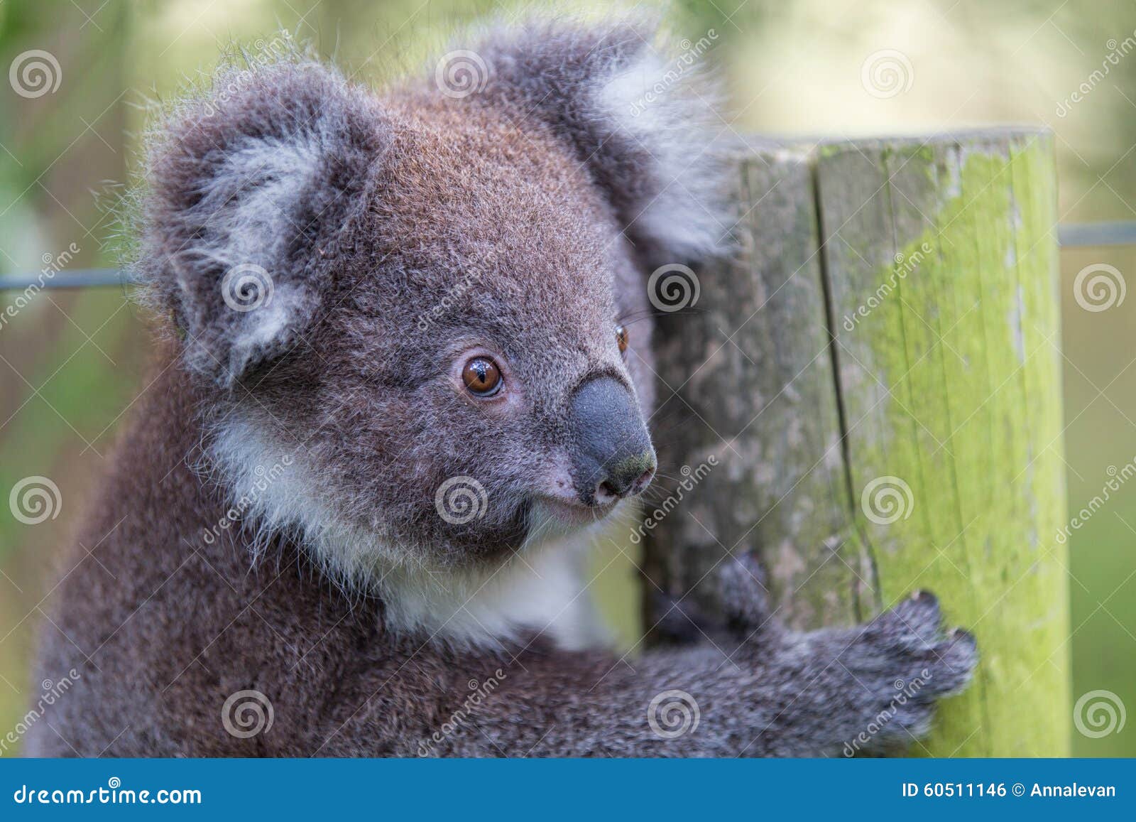 Australian Baby Koala Bear stock photo. Image of australian - 60511146
