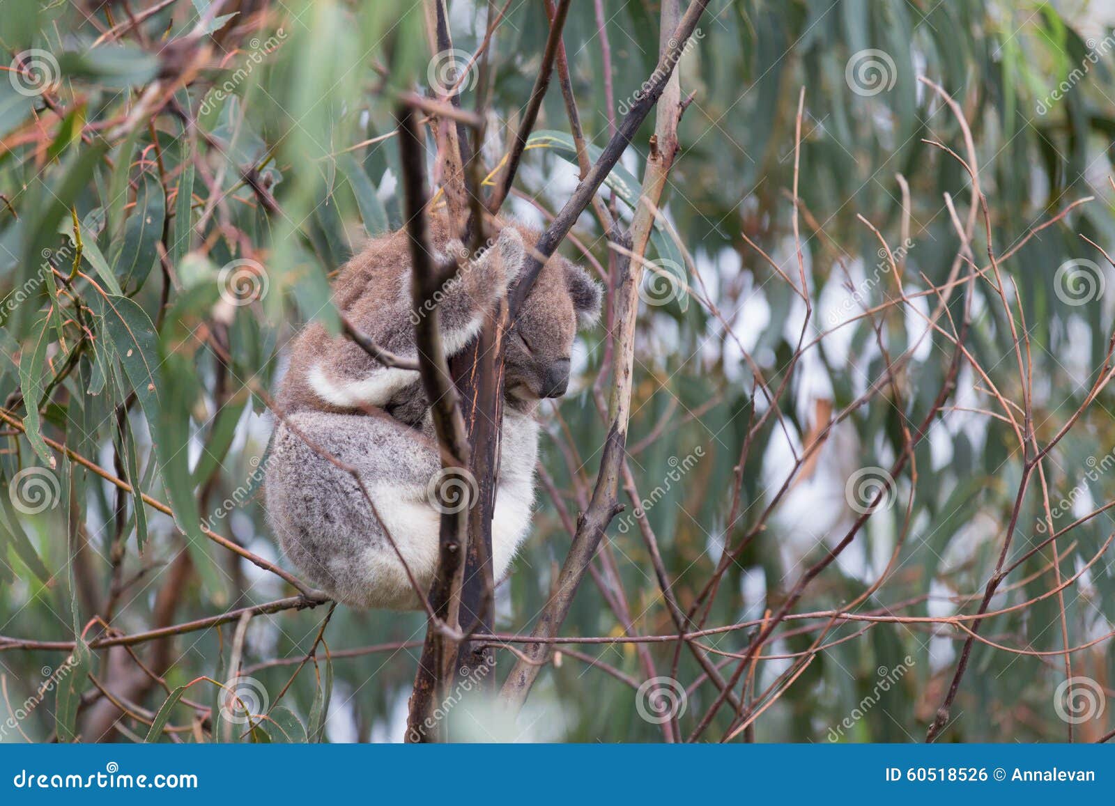 Australian Baby Koala Bear stock photo. Image of love - 60518526