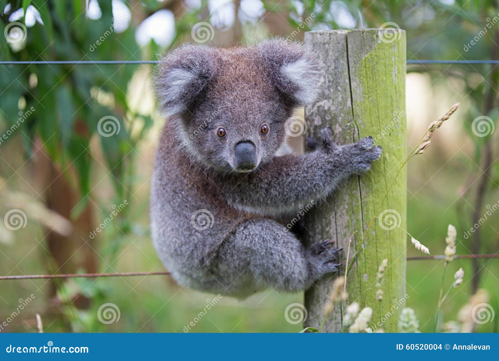 Australian Baby Koala Bear stock photo. Image of eucalyptus - 60520004