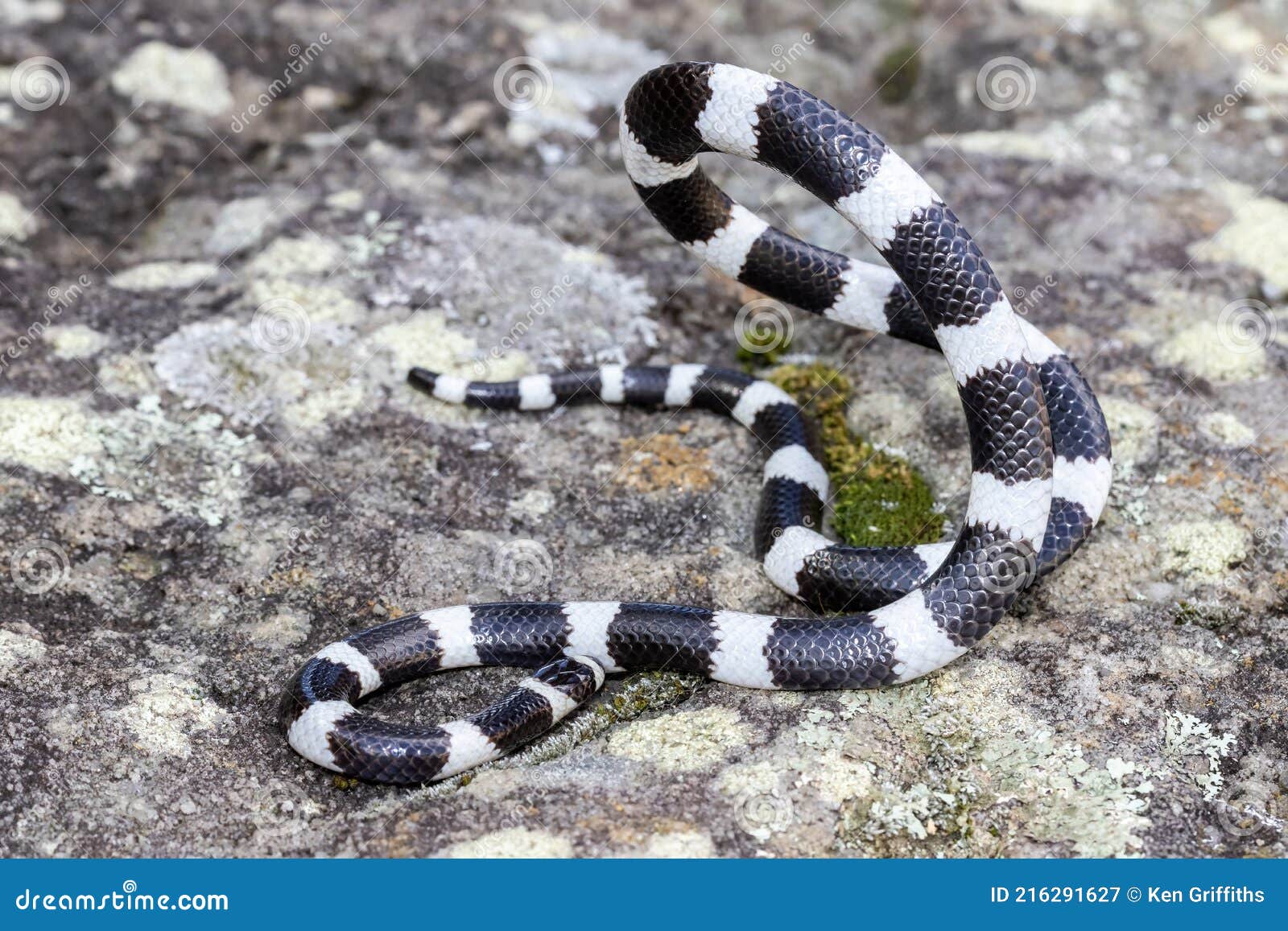 Australian Bandy Bandy Snake Stock Image - Image of white, bandy: 216291627