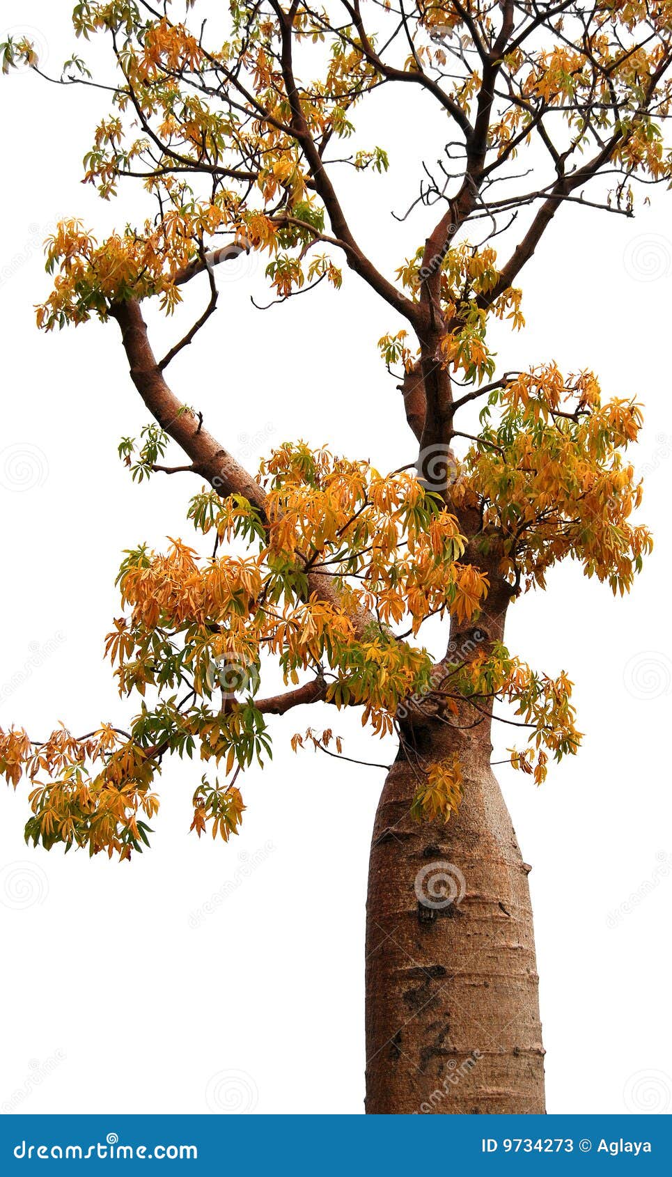 Australian Baobab - Boab stock image. Image of leaves - 9734273