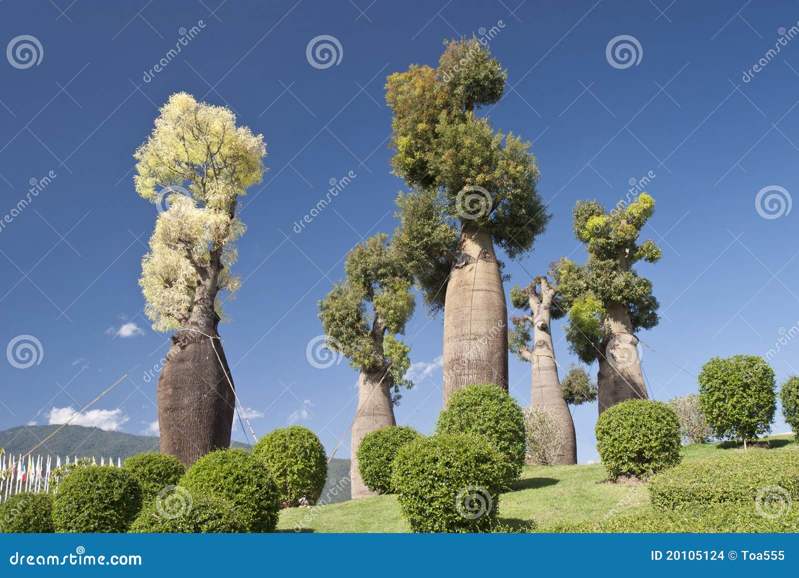Australian Baobab Trees in Botanic Garden Stock Photo - Image of ...