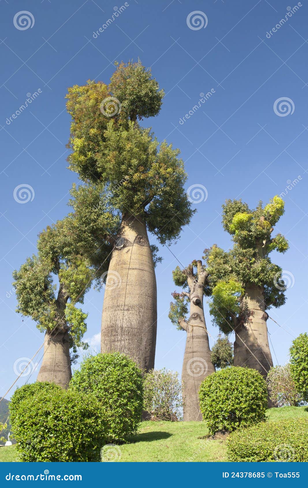 Ovoid Crown Photos - Free & Royalty-Free Stock Photos from Dreamstime