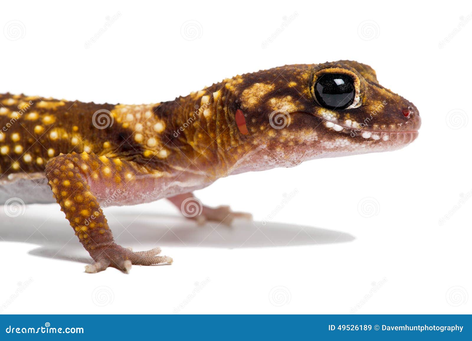 Australian Barking Gecko (Underwoodisaurus Milii) Stock Image - Image ...