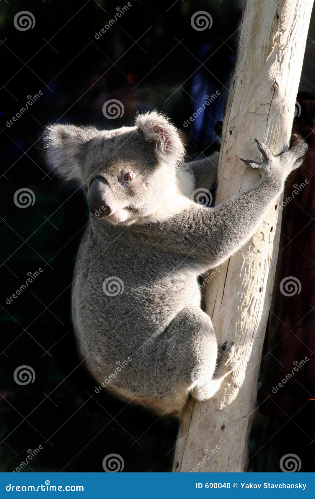 The Australian bear cub. stock photo. Image of environment - 690040
