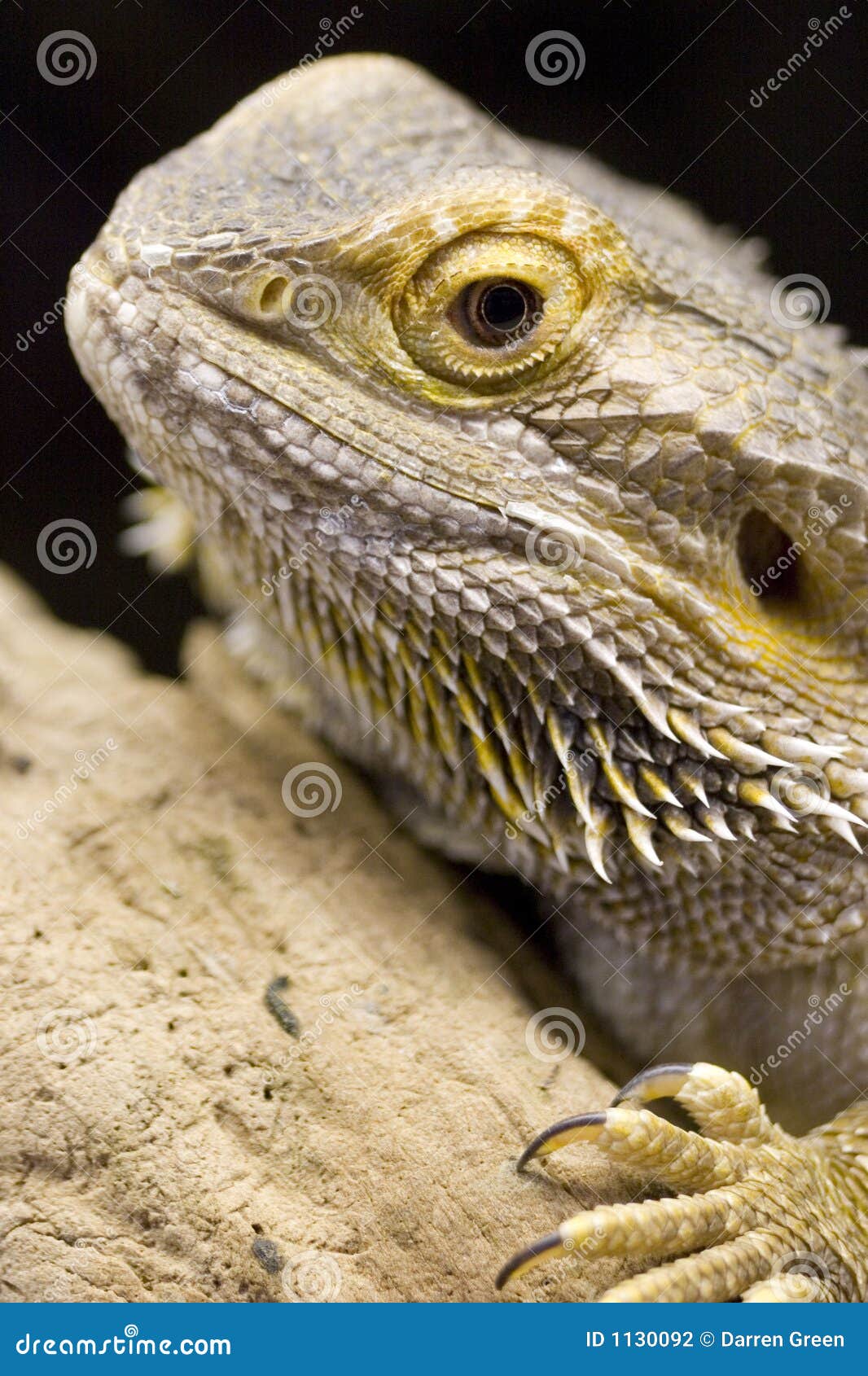 Australian Bearded Dragon - Pogona Vitticeps Stock Photo - Image of ...