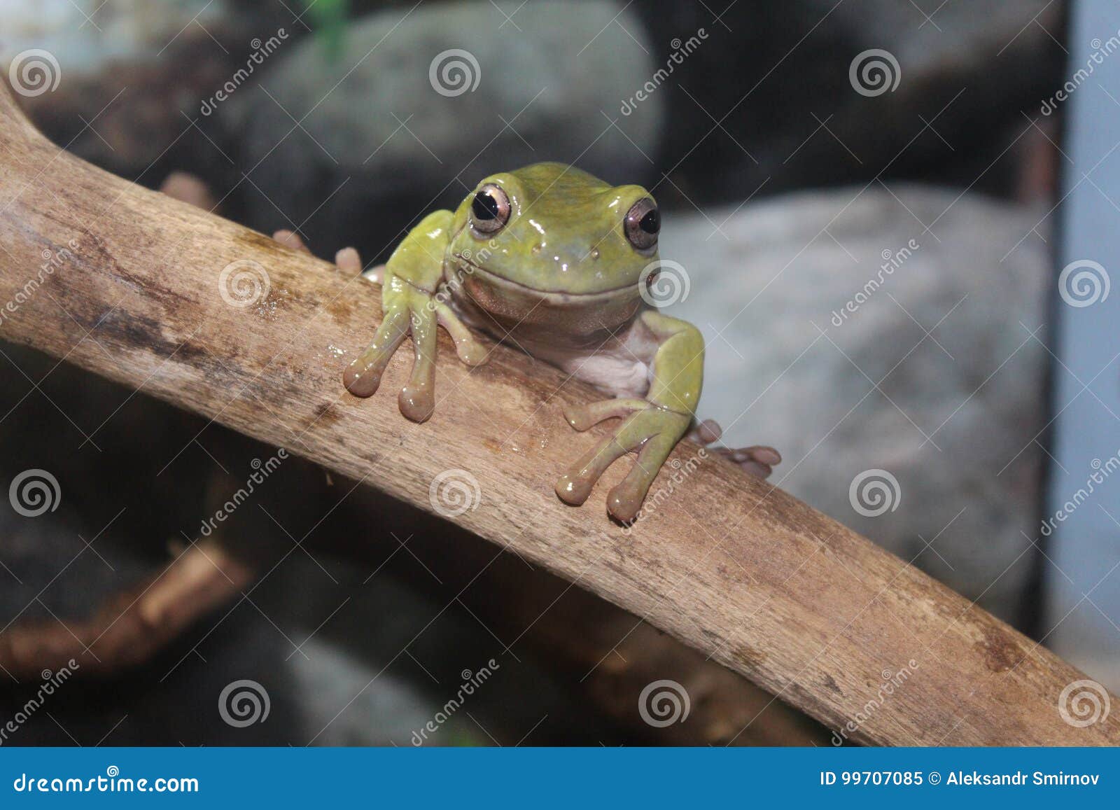 Australian beautiful toad stock image. Image of color - 99707085