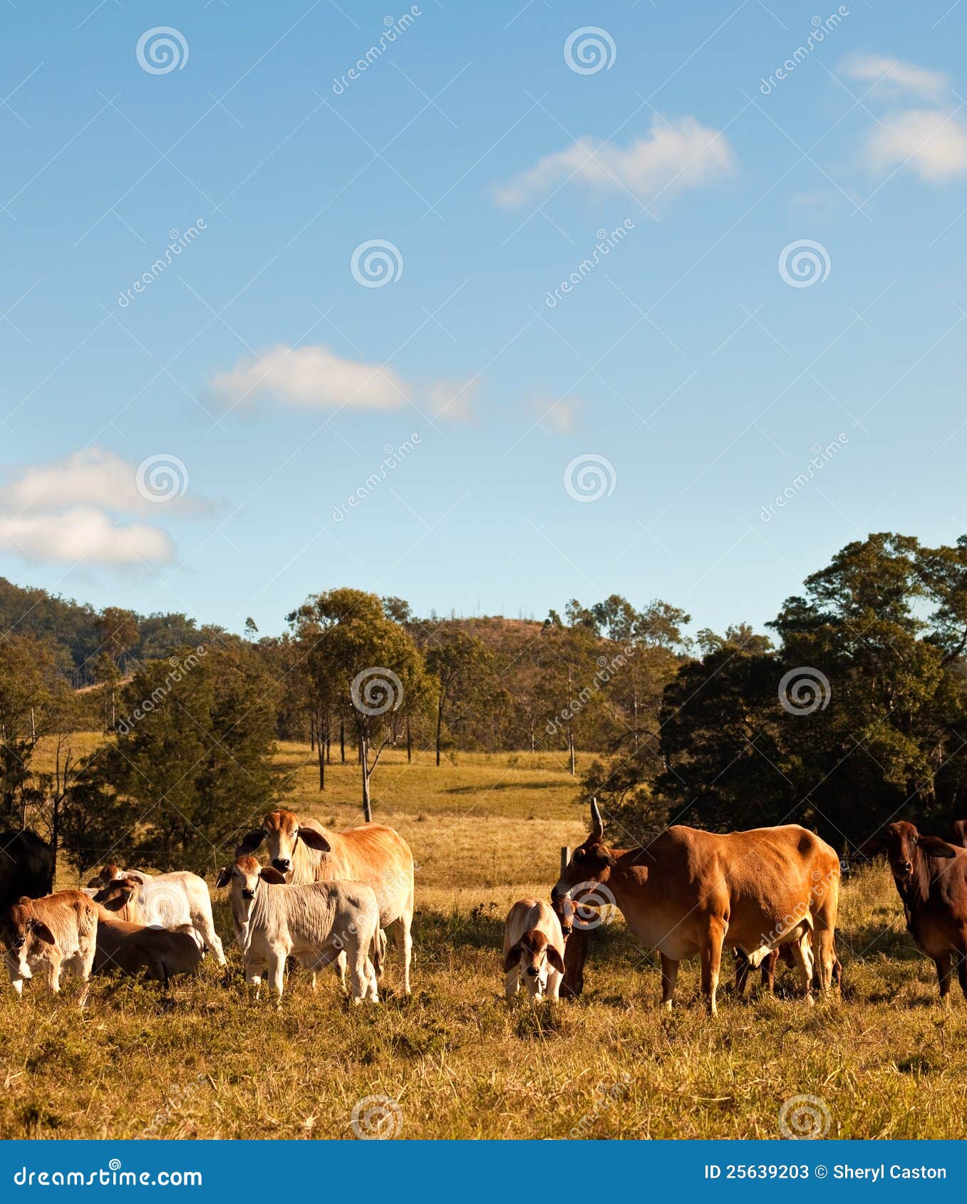 Australian Beef Cattle stock image. Image of landscape - 25639203