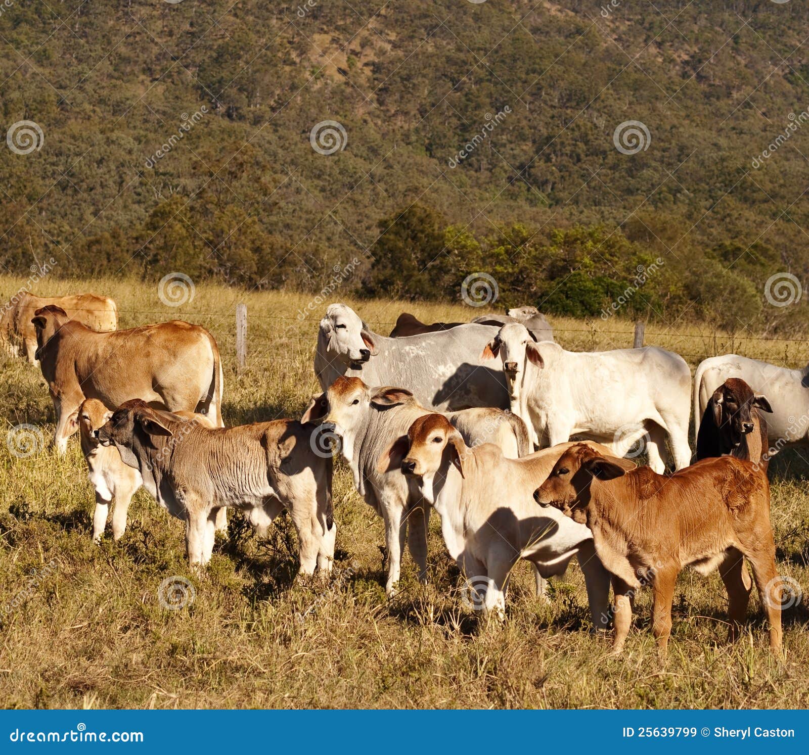 Australian Beef Cattle Brahman Heifers Stock Image - Image of cattle ...