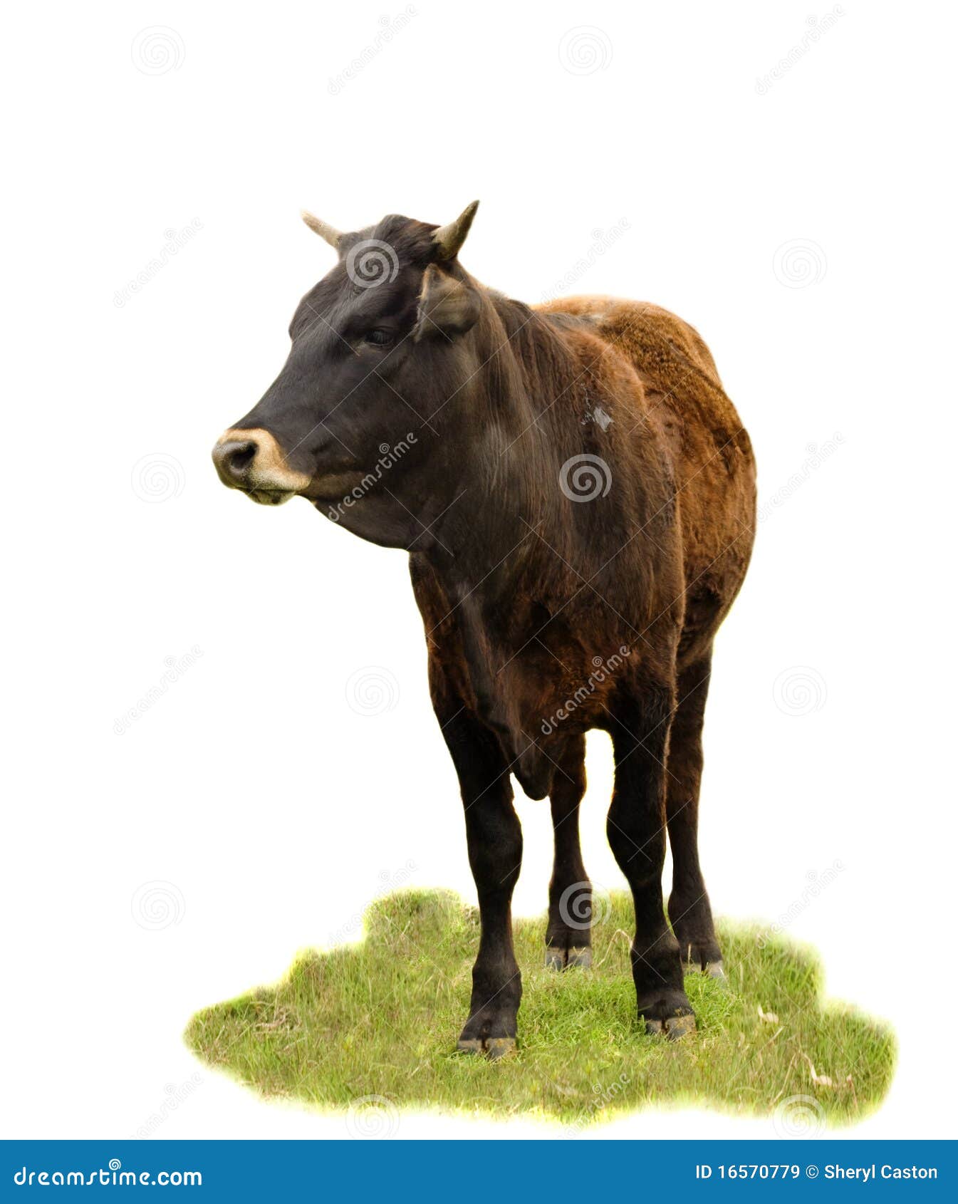 Australian Beef Cattle Breed - Cow Stock Image - Image of hoofed ...