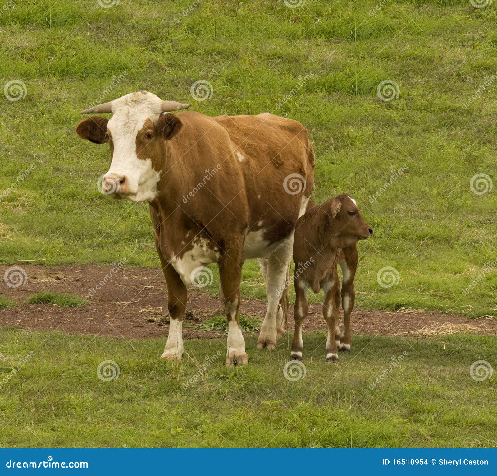 Australian Beef Cattle Breed Cow and Calf Stock Photo - Image of ...