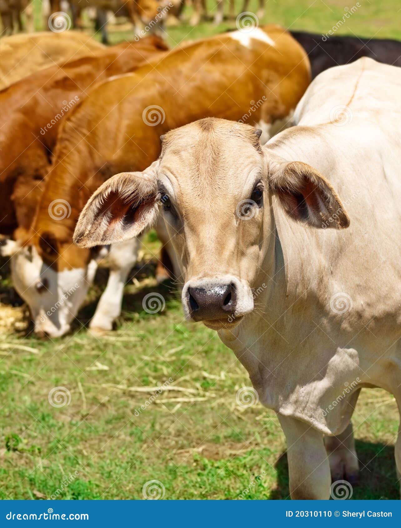 Australian Beef Cattle Herd Stock Photo - Image of bovine, rural: 20310110
