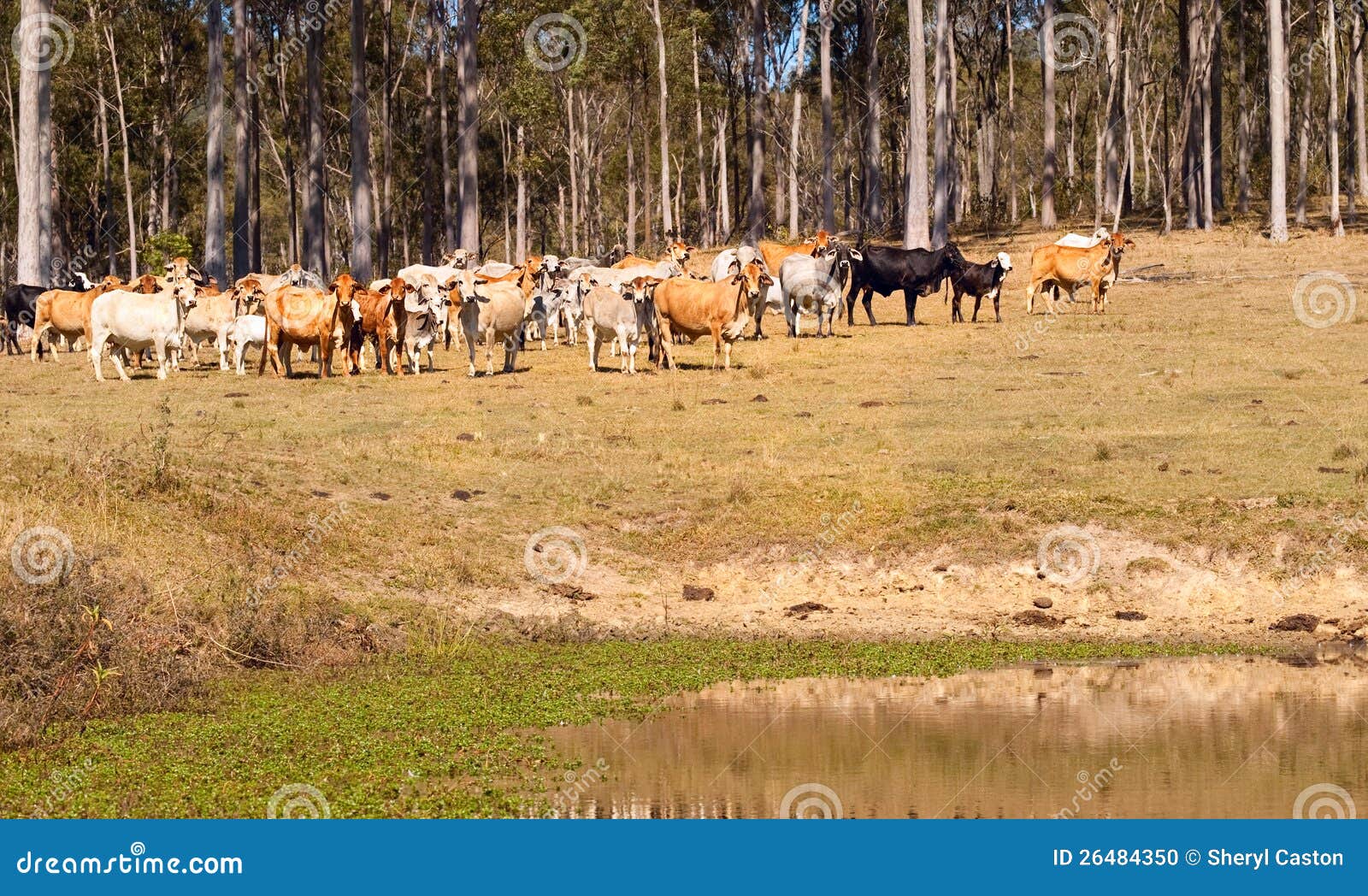 Australian Beef Cattle Near Water Dam Stock Photo - Image of animal ...
