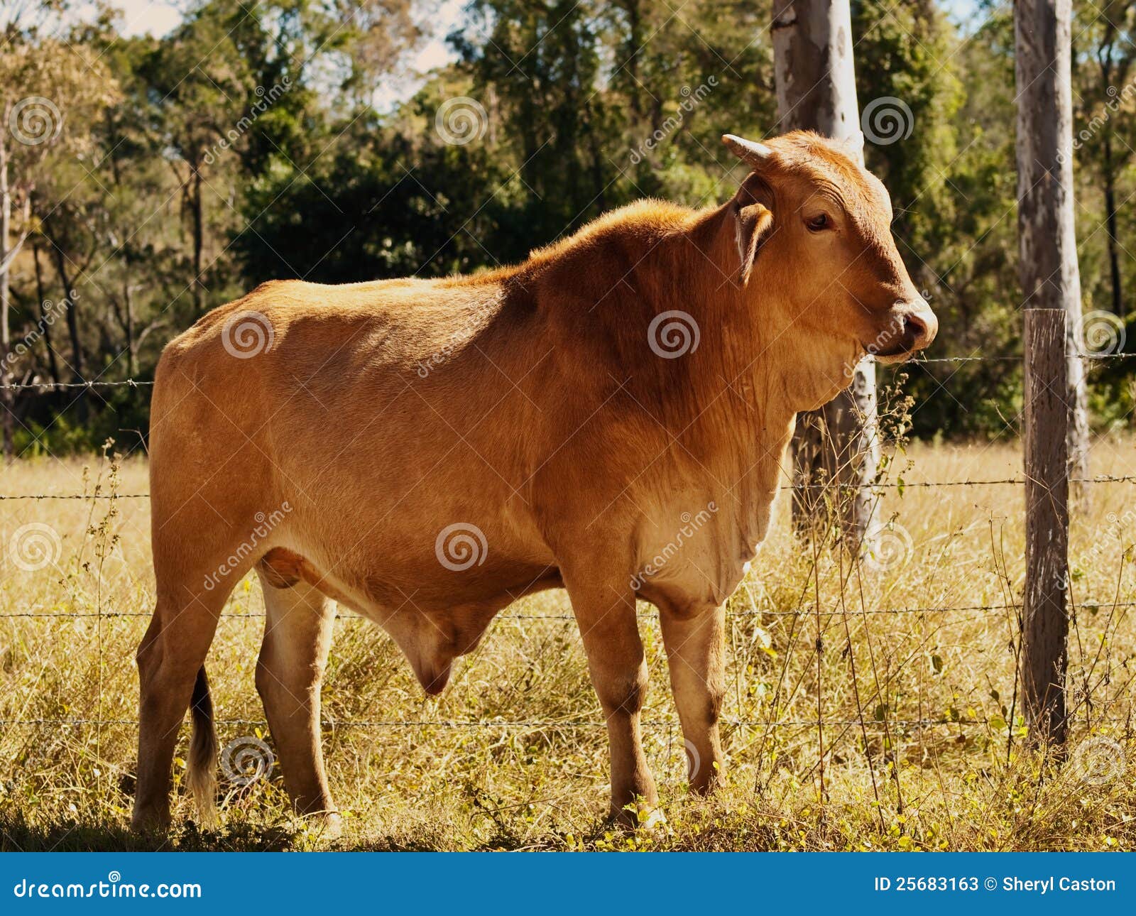 Australian Beef Cattle Young Bull Stock Image - Image of countryside ...