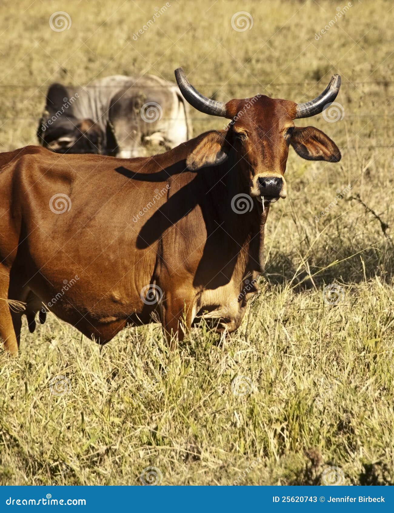 Australian beef cow stock image. Image of nature, horned - 25620743